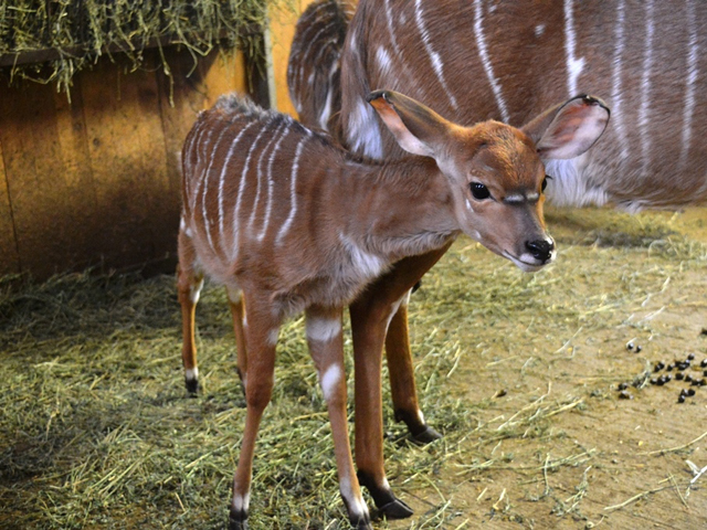 Mláďata vzácné antilopy mají jména: oficiální informační server města Plzně
