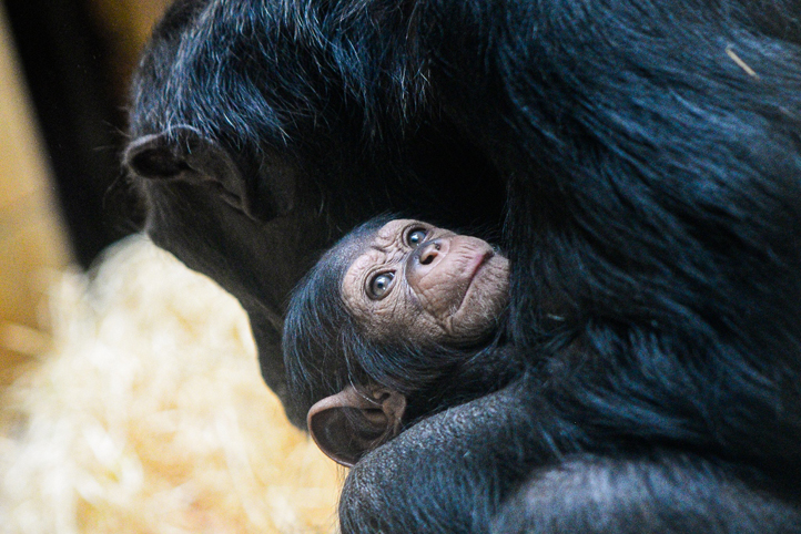 Novoroční samička šimpanze dostala jméno Caila: oficiální informační ...
